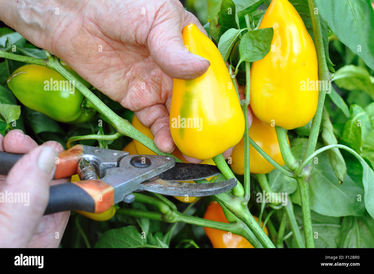 farmer harvesting ripe pepper Stock Photo - Alamy