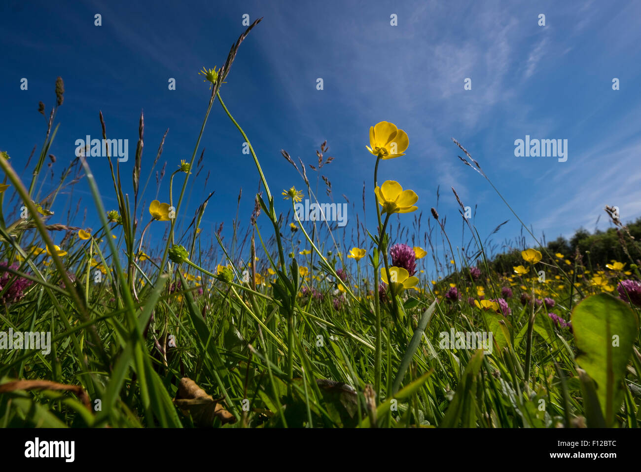 Worms eye view through summer wildflowers and grass to a blue sky ...