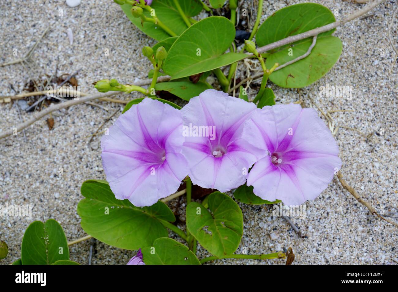 Purple Flowers in the sand Stock Photo - Alamy