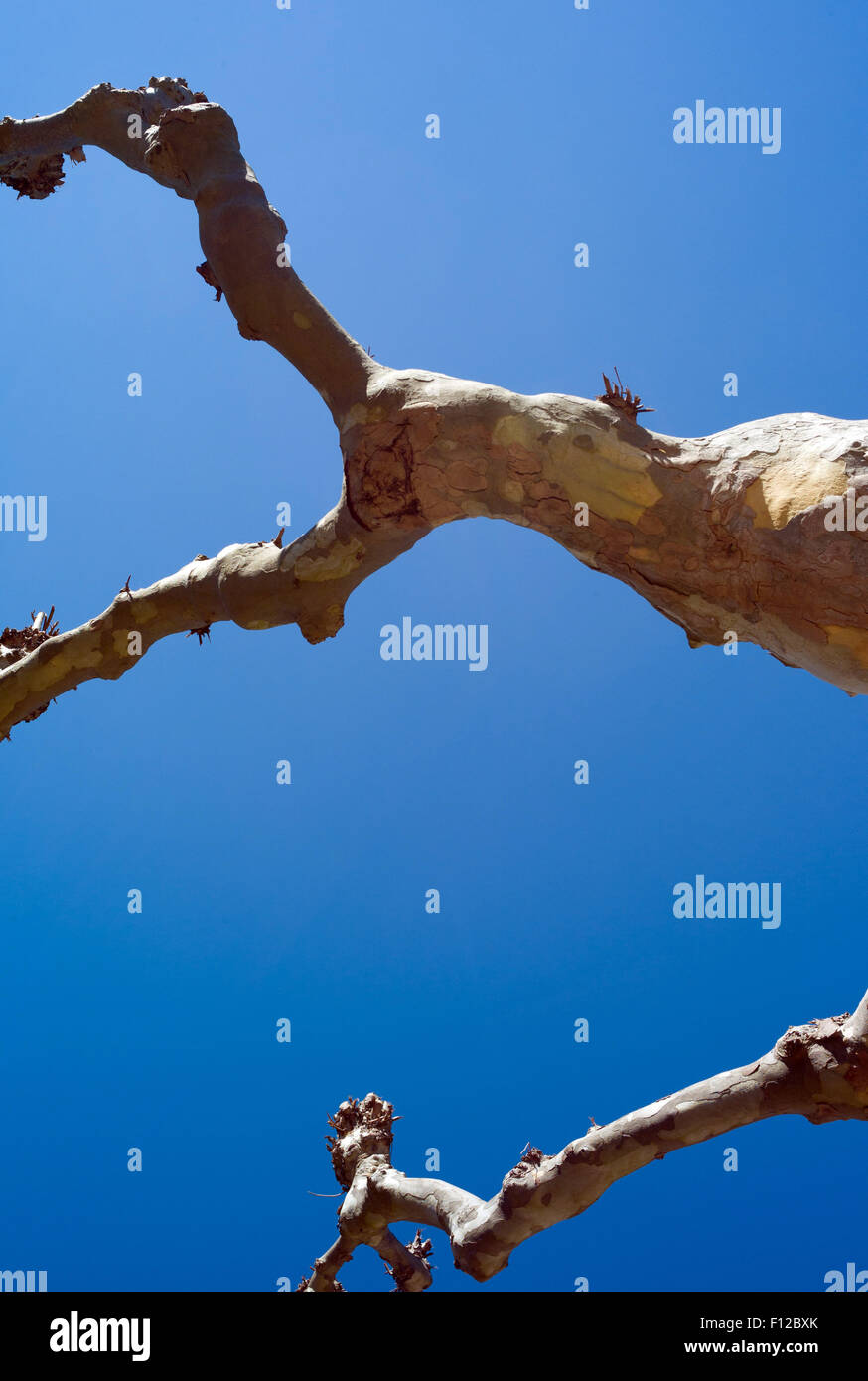Plane tree, France Stock Photo - Alamy