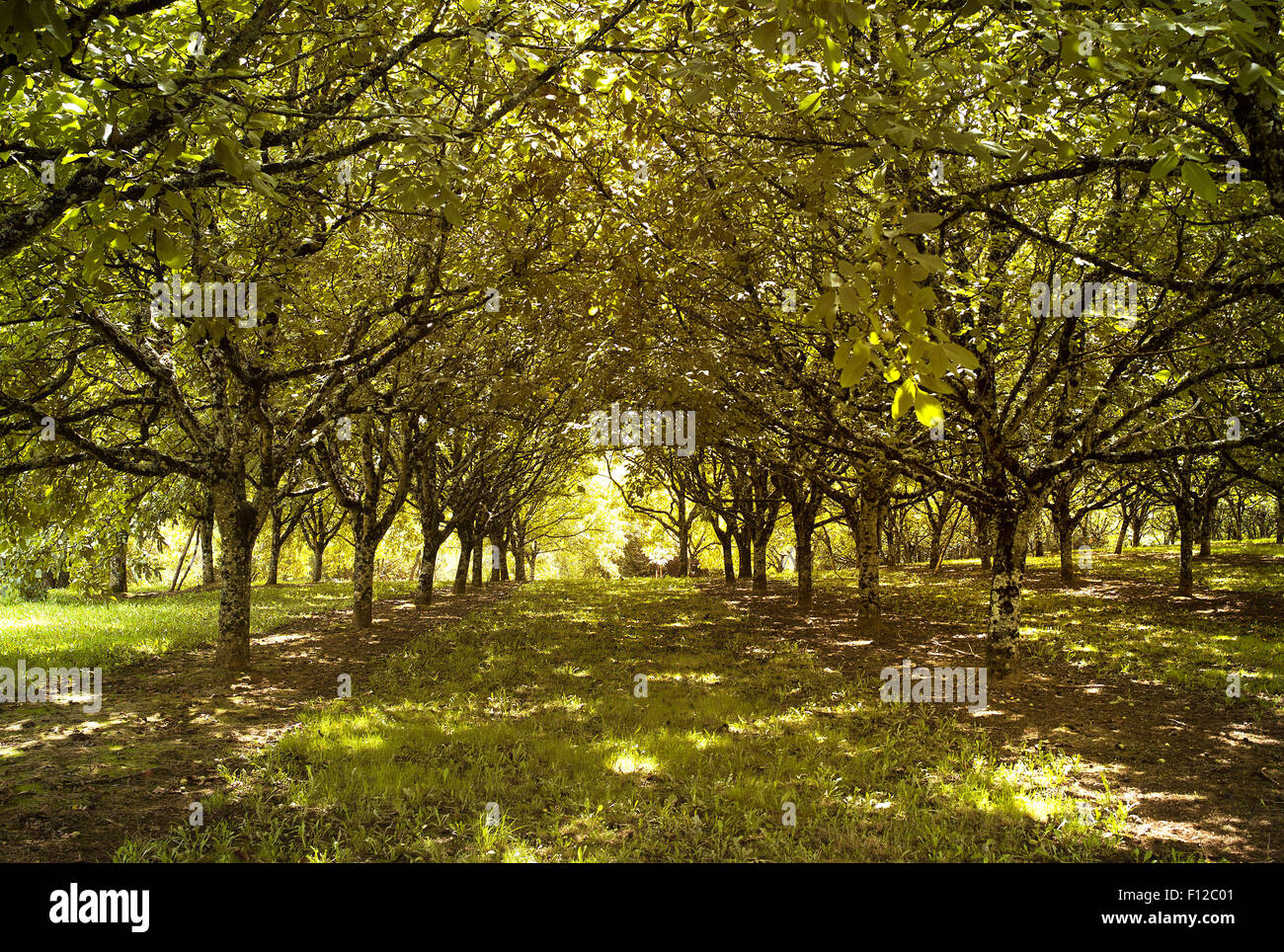 Walnut grove hi-res stock photography and images - Alamy
