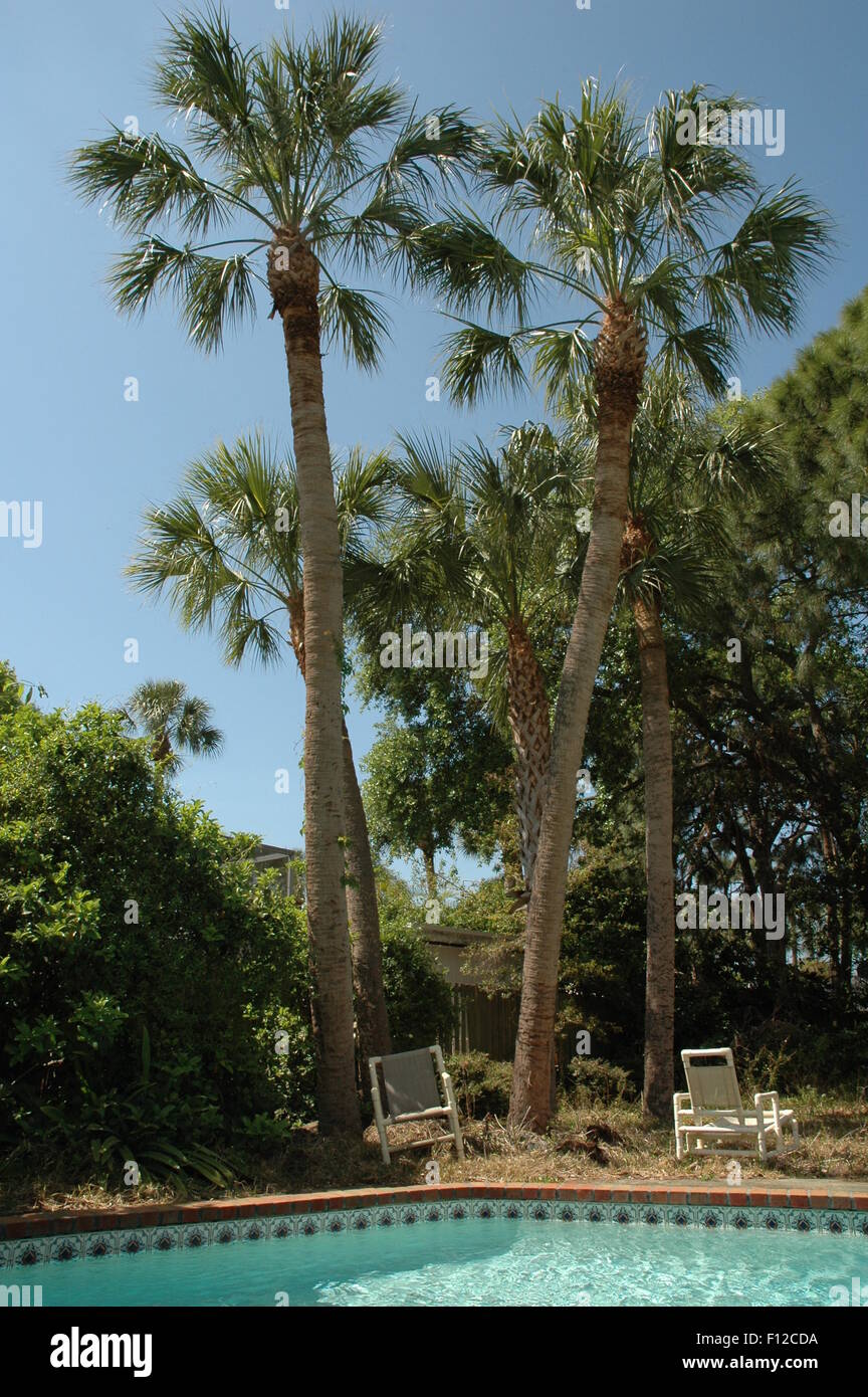 Palm Trees by pool Stock Photo - Alamy
