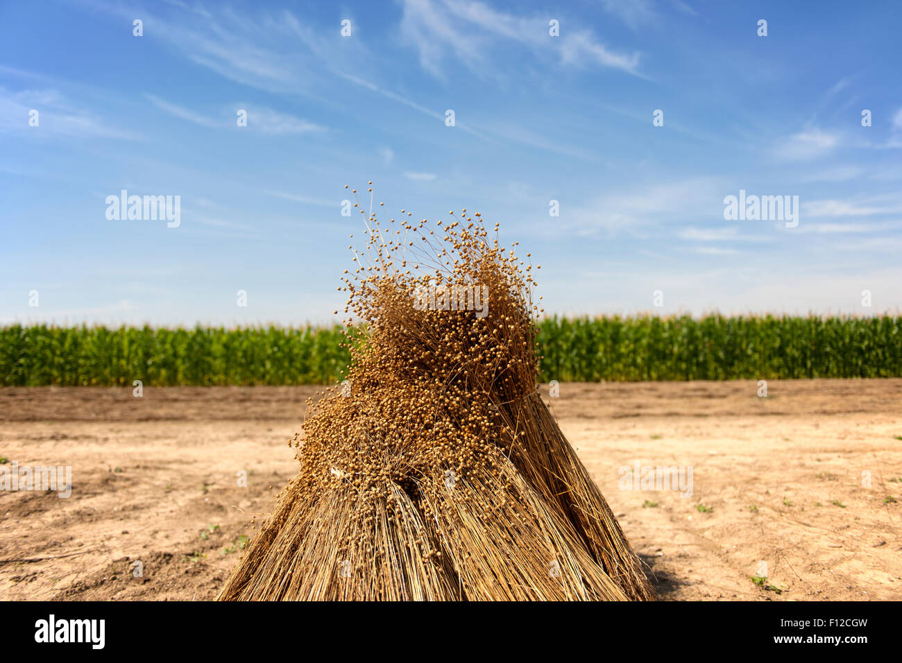 ripe flax drying in the summer sun on a Dutch farmfield Stock Photo - Alamy