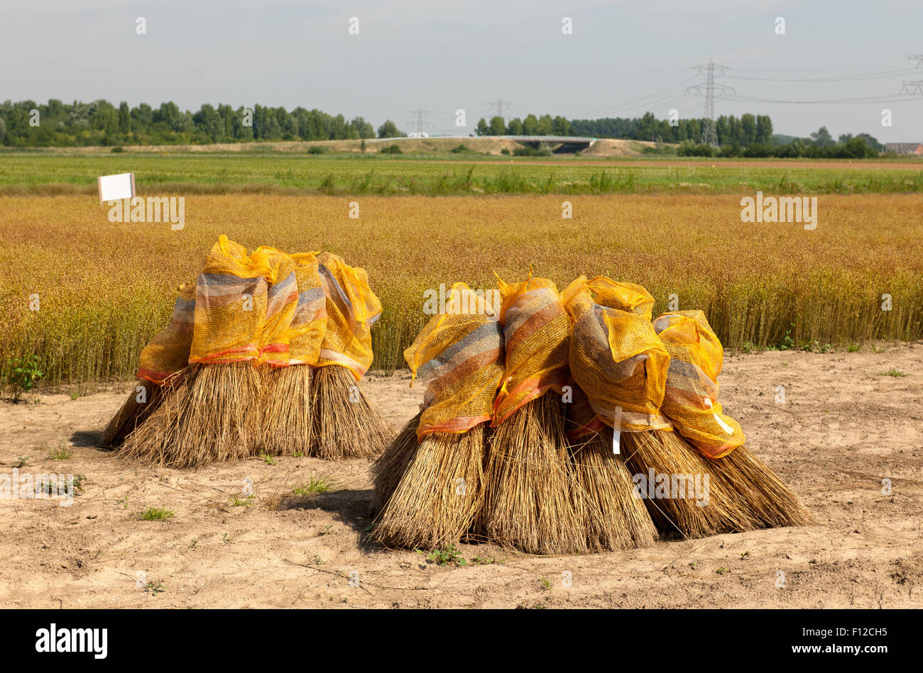 ripe flax drying in the summer sun on a Dutch farmfield Stock Photo - Alamy