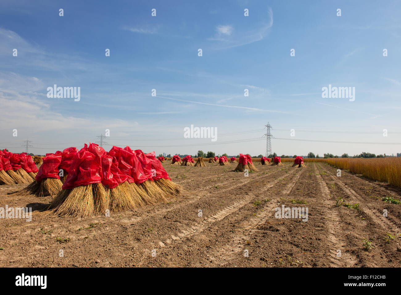 ripe flax drying in the summer sun on a Dutch farmfield Stock Photo - Alamy