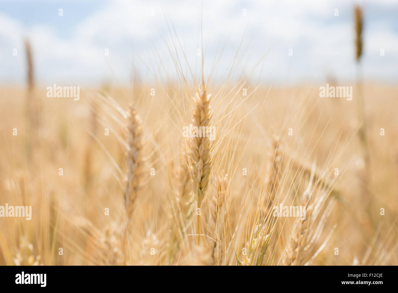 Ripe golden wheat ready for summer harvesting growing in a wheat field ...