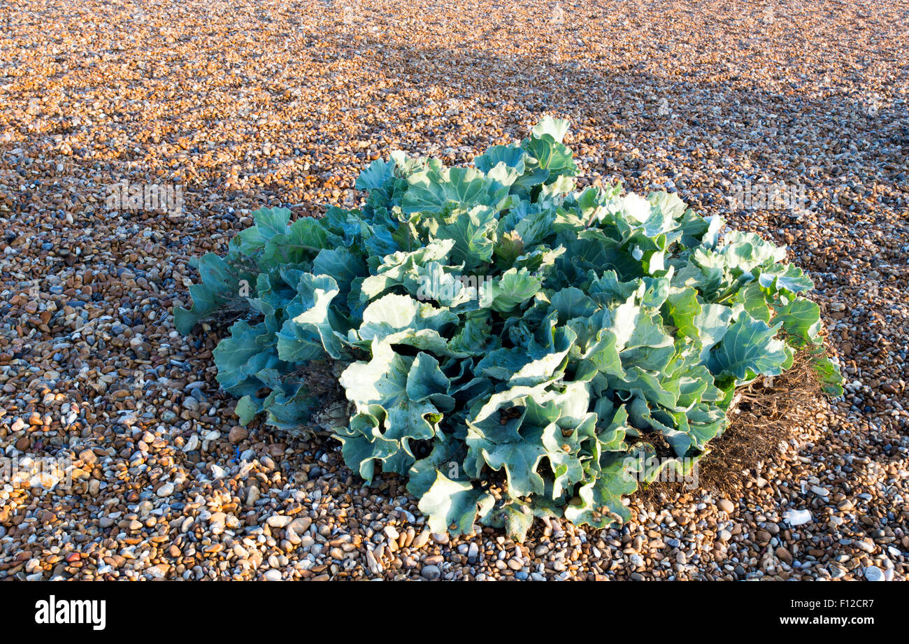 Sea kale hi-res stock photography and images - Alamy