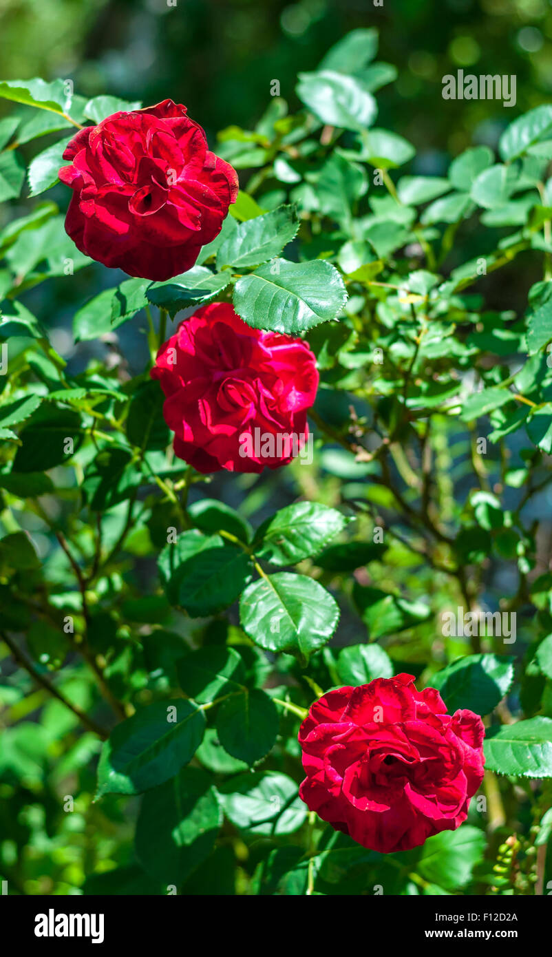 Field of red roses hi-res stock photography and images - Alamy