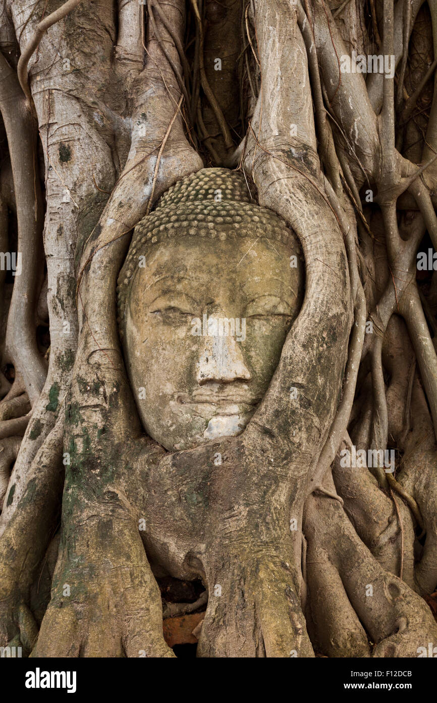 buddha's head in the tree Stock Photo - Alamy