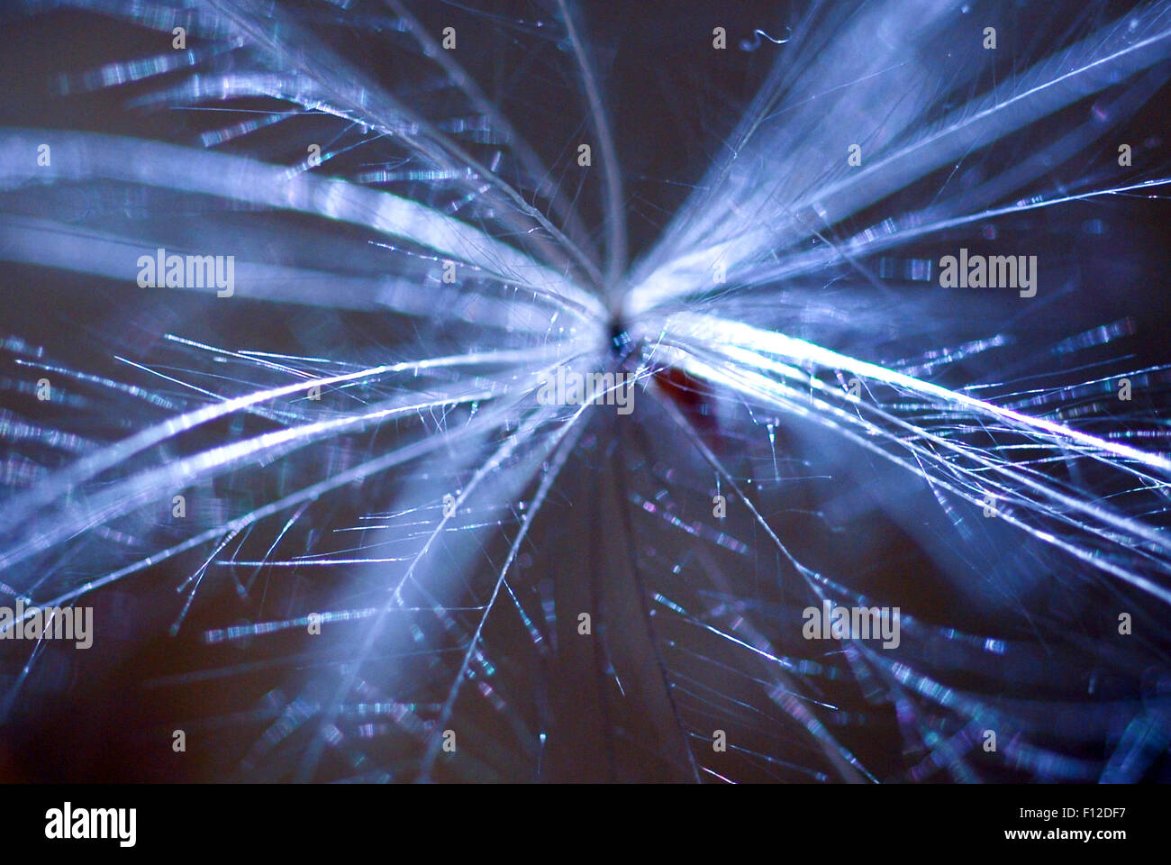 Wind dispersed thistle seeds Stock Photo - Alamy