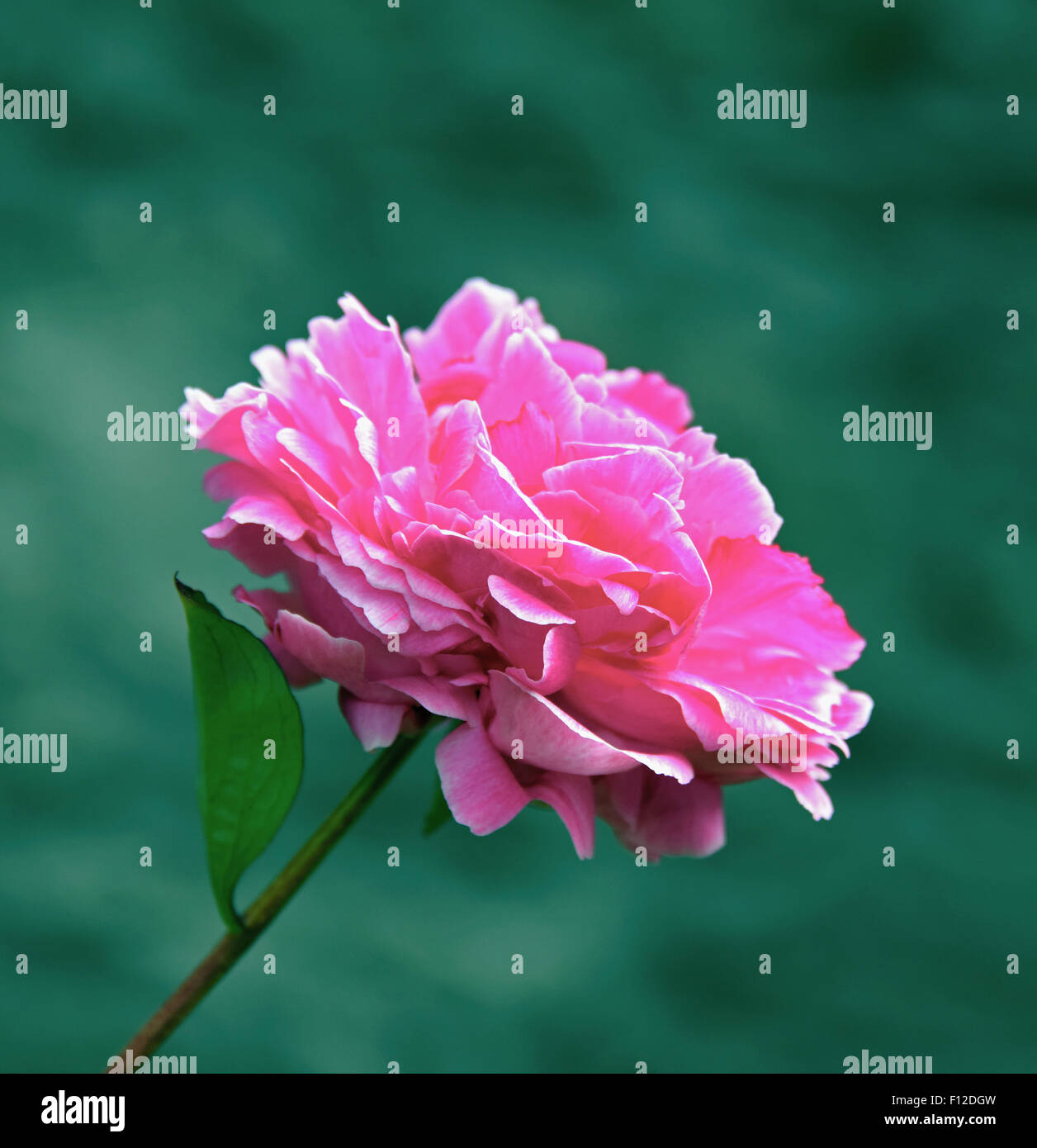 Dearest hi-res stock photography and images - Alamy