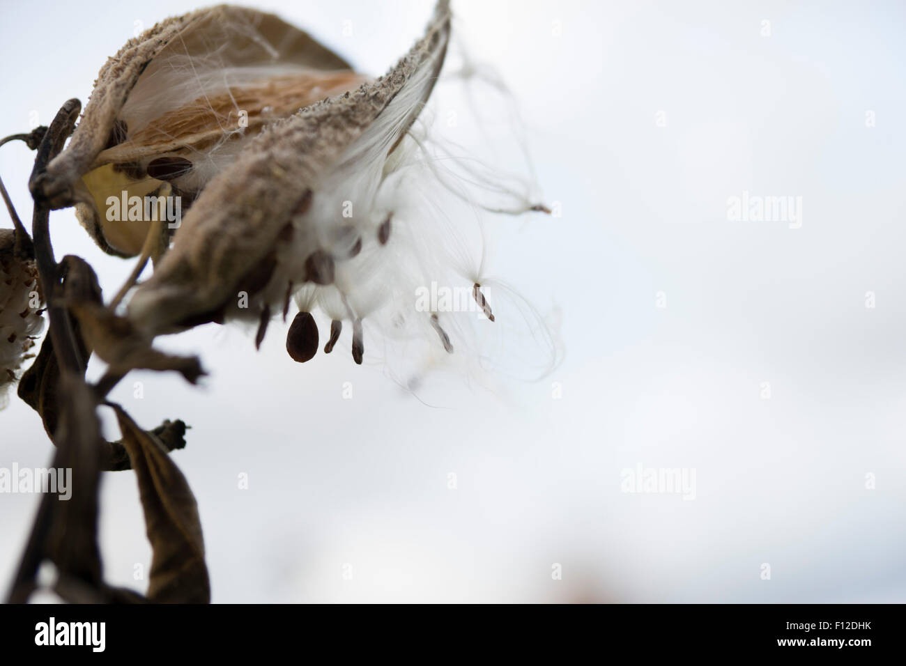 Milkweed pod hi-res stock photography and images - Alamy