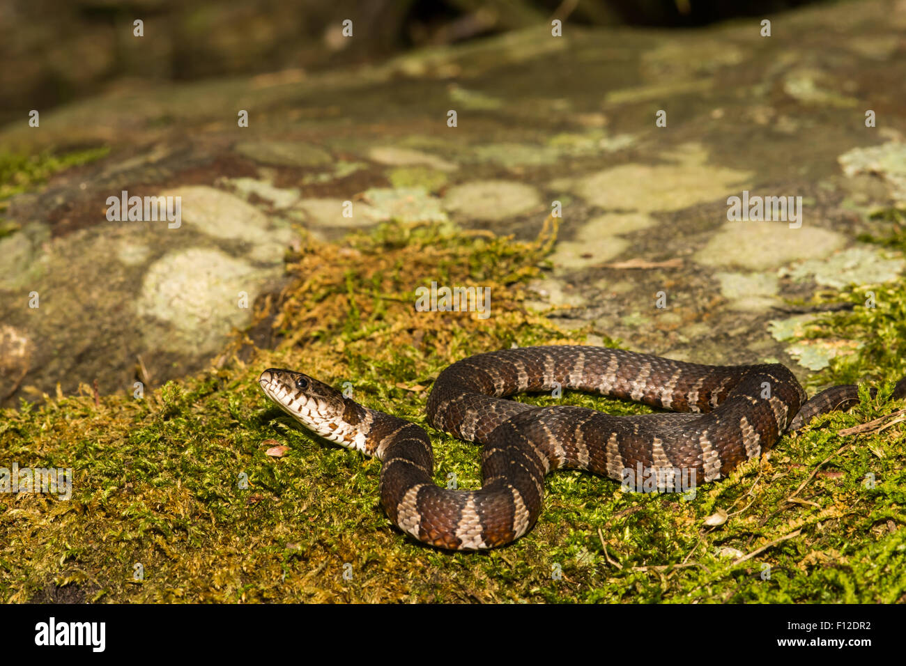 Northern Water Snake Stock Photo - Alamy