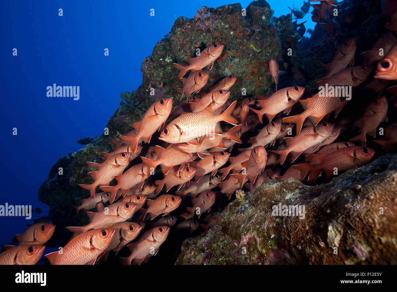 SCHOOL OF SOLDIERFISH SWIMMING CLOSE TO CORAL REEF Stock Photo - Alamy