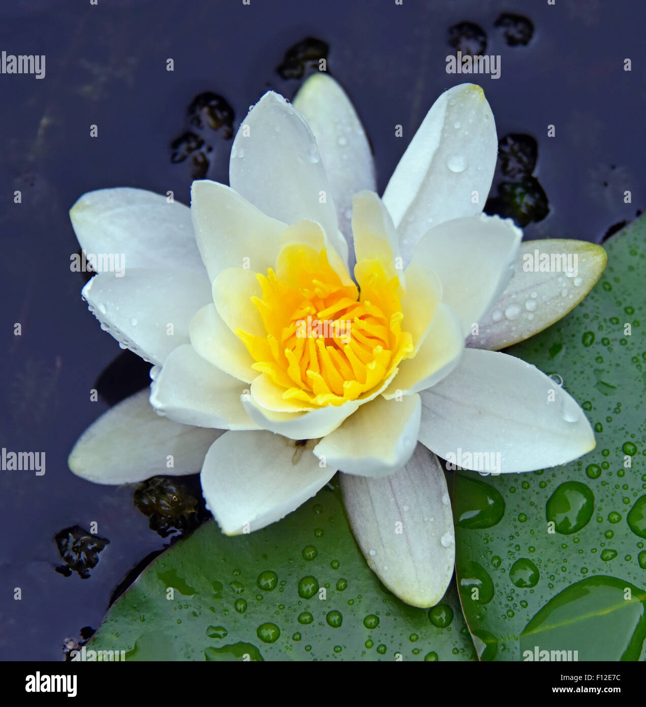 Nymphaea alba alba hi-res stock photography and images - Alamy