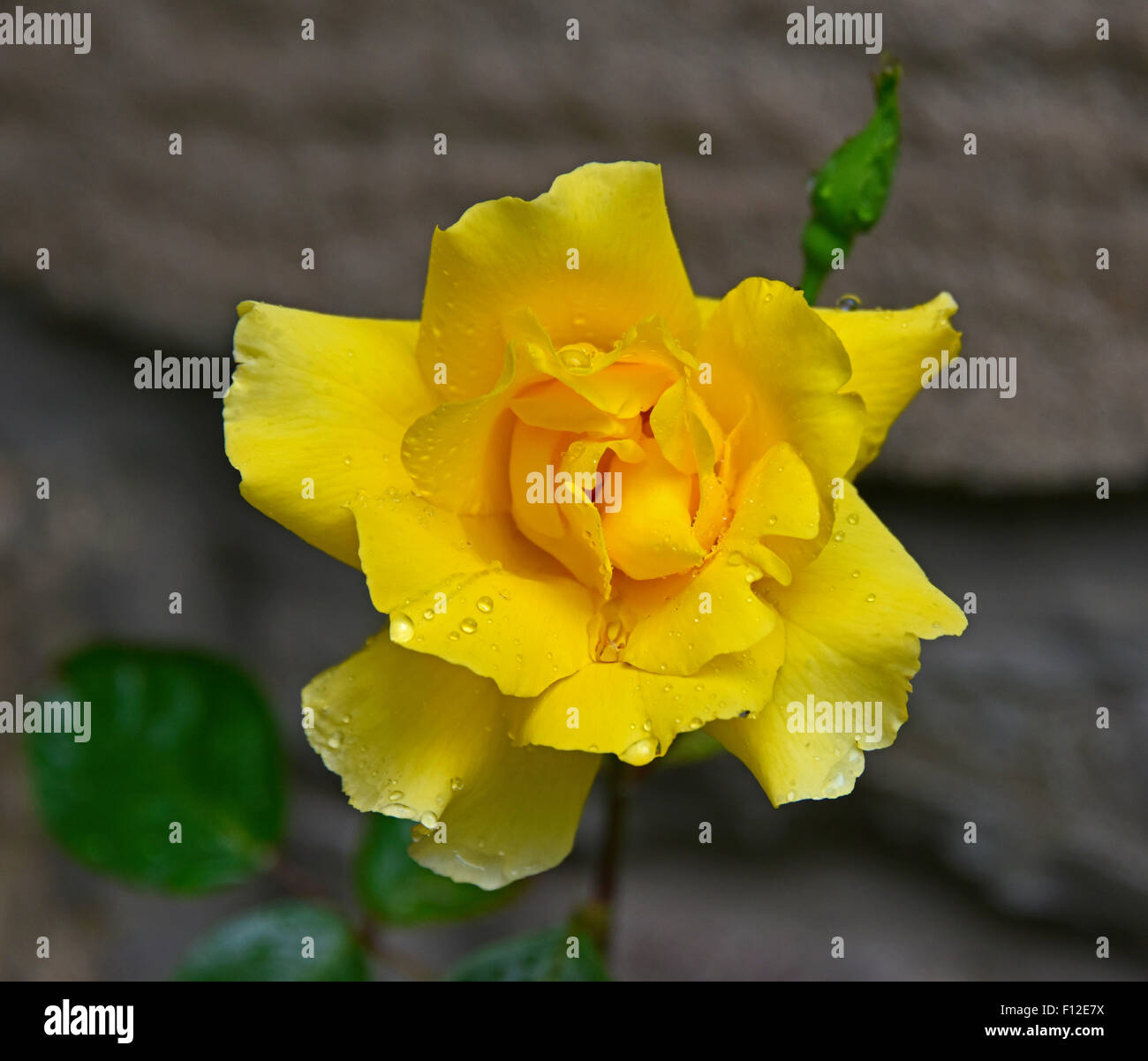 Yellow rose with raindrops Stock Photo - Alamy