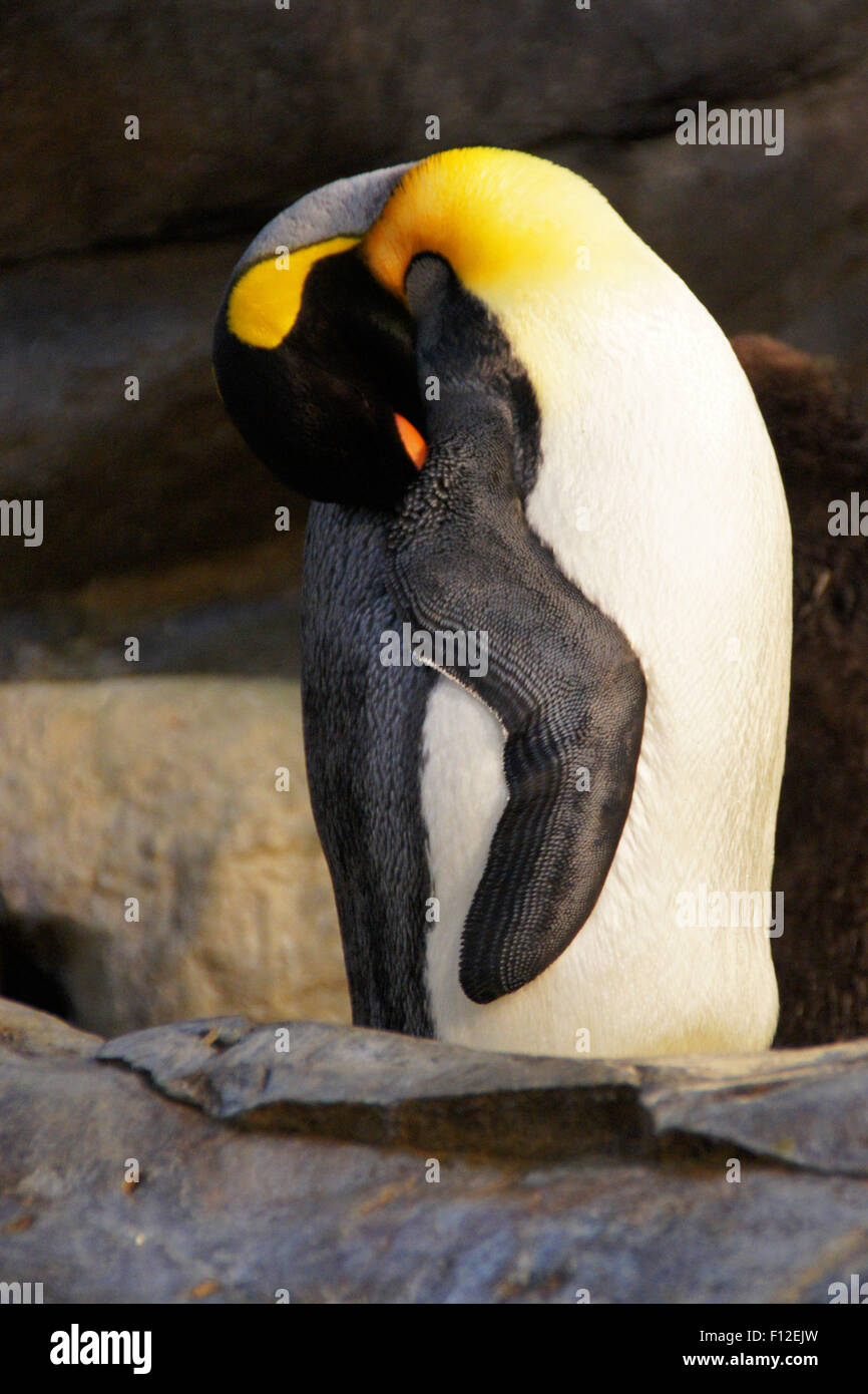 Emperor Penguin SONY DSC Stock Photo - Alamy