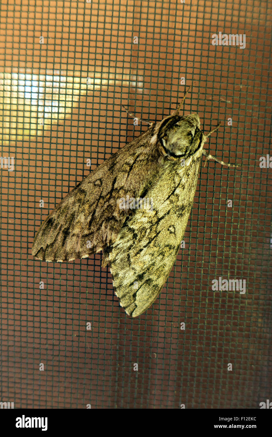 Large brown moth hi-res stock photography and images - Alamy