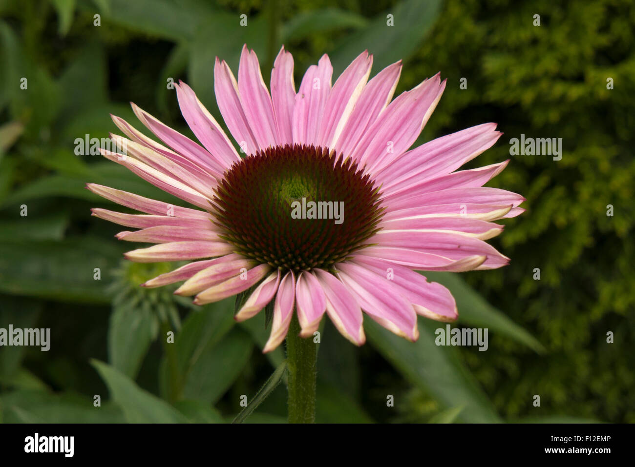 Pink coneflower hi-res stock photography and images - Alamy