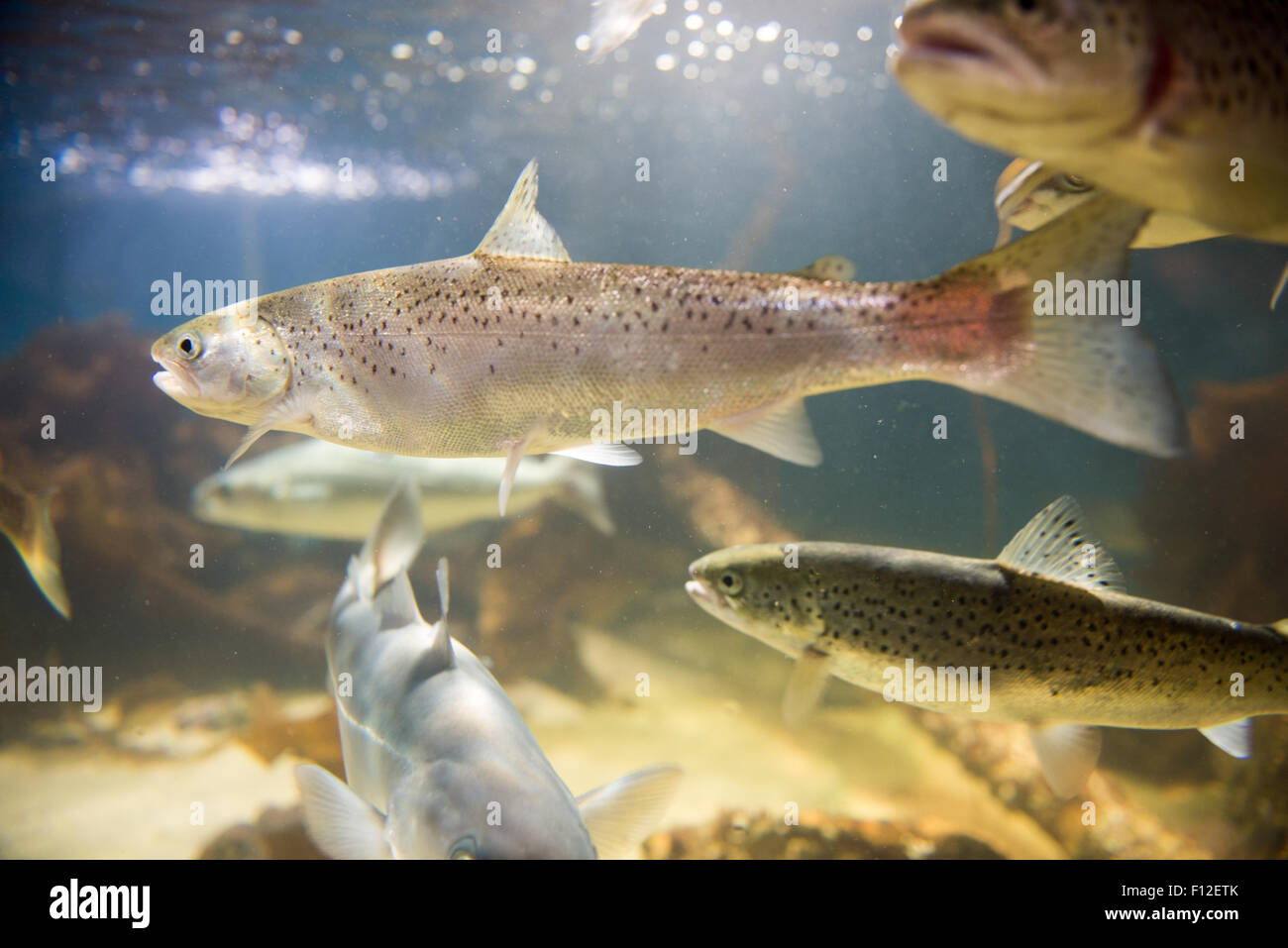 Salmon swimming in clear water in an aquarium seen from the side Stock ...