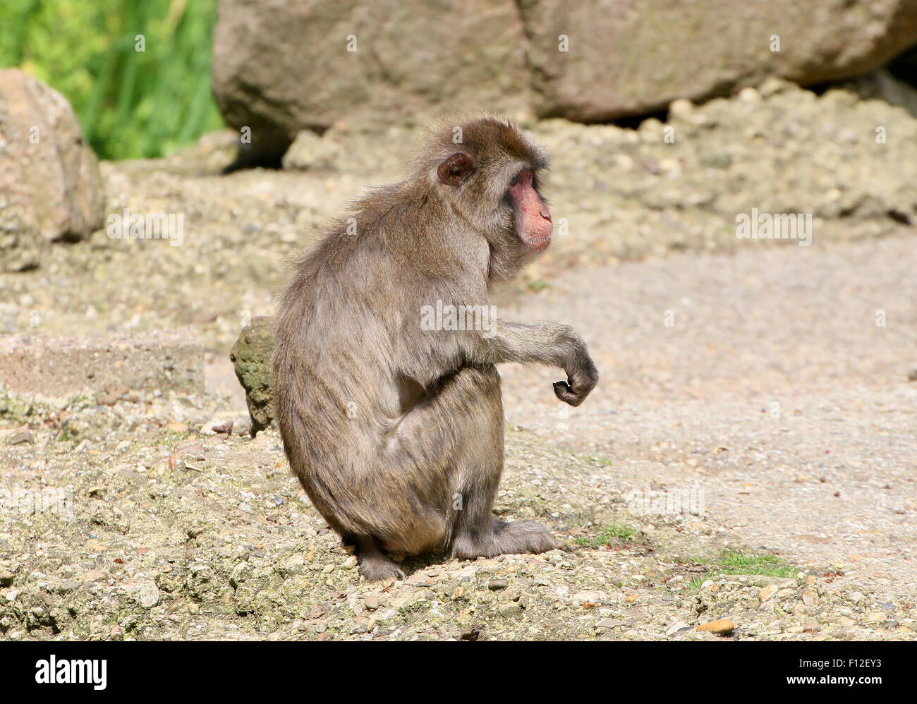 Red faced snow monkey japanese macaques hi-res stock photography and ...