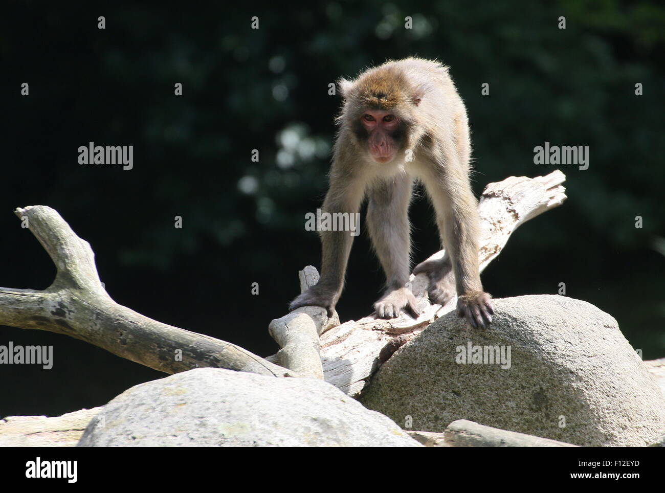 Monkey standing up hi-res stock photography and images - Alamy