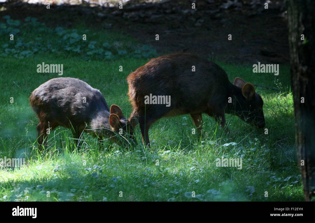 Pair of grazing Southern Pudú deer (Pudu puda), native to the lower ...