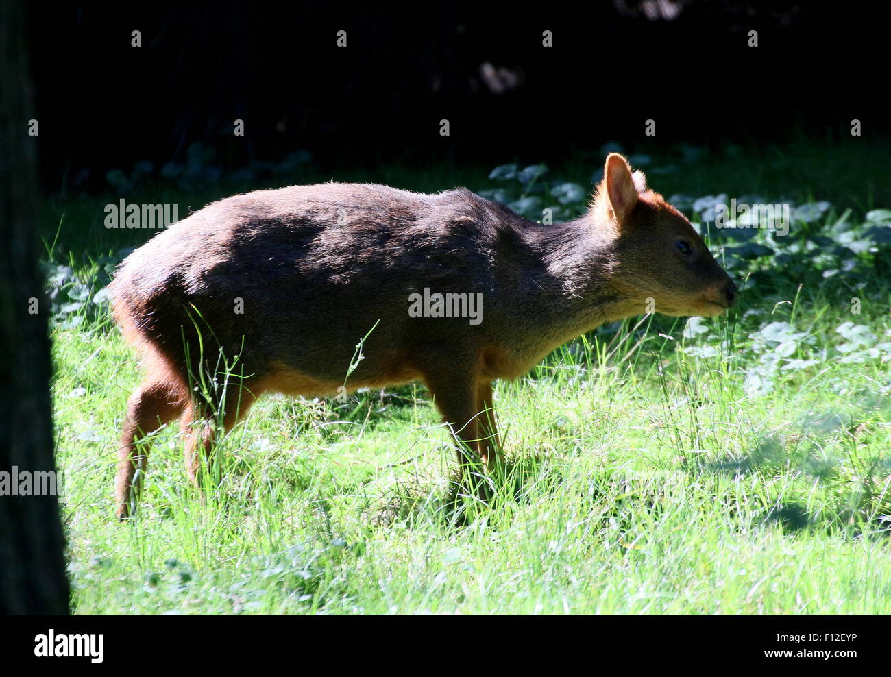 Pudu puda hi-res stock photography and images - Alamy