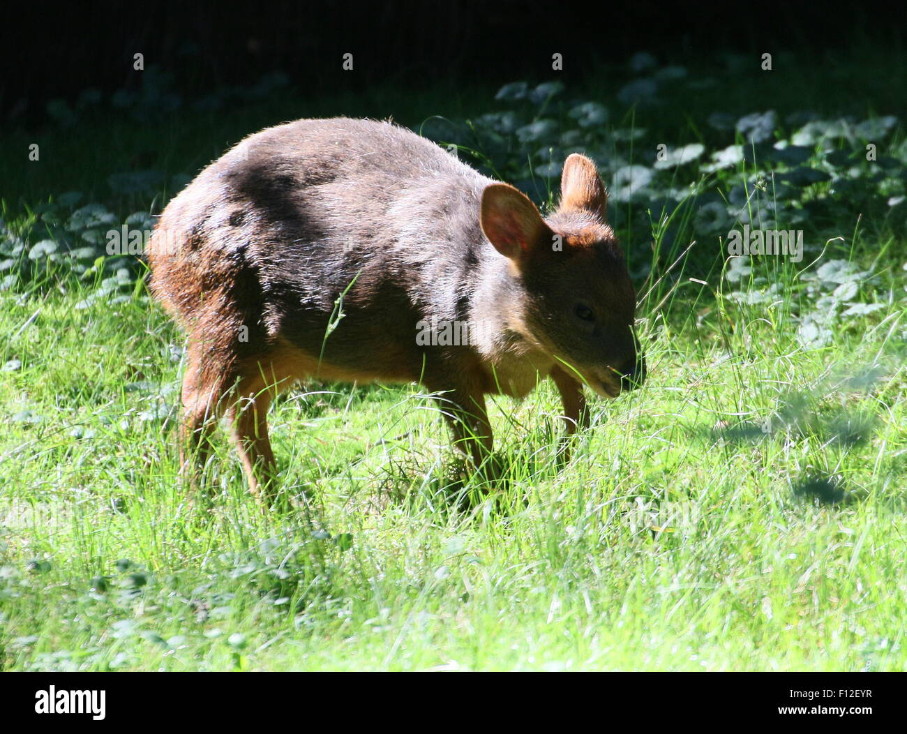 Southern Pudú deer (Pudu puda), native to the lower ranges of the ...