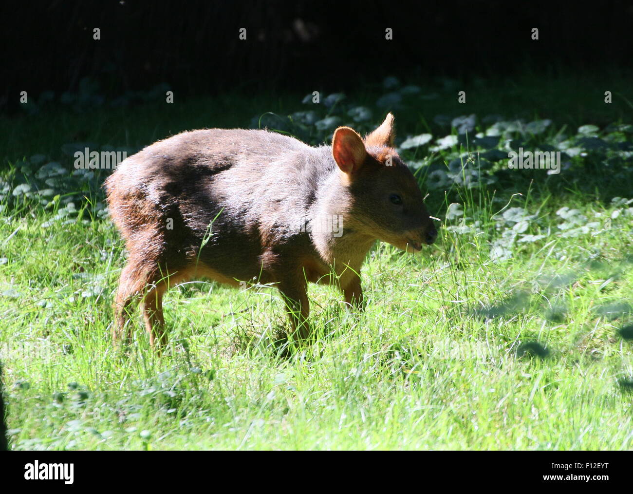 Southern Pudú deer (Pudu puda), native to the lower ranges of the ...