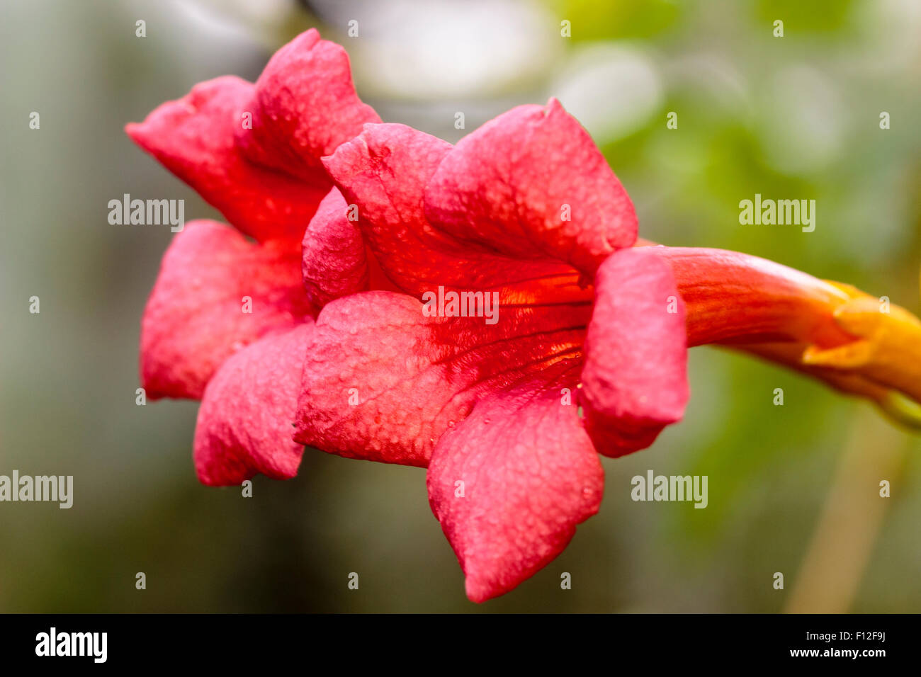 Flowers of the self-clinging trumpet vine, Campsis radicans Stock Photo ...