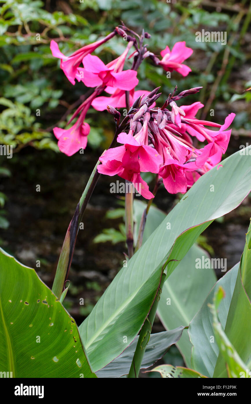 Canna plant pink flowers hi-res stock photography and images - Alamy