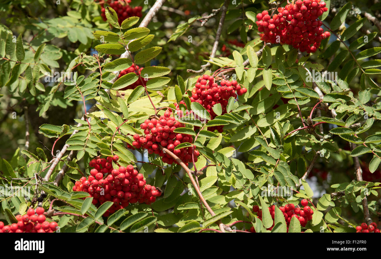 Mountain Ash tree Sorbus aucuparia with red berries Stock Photo - Alamy