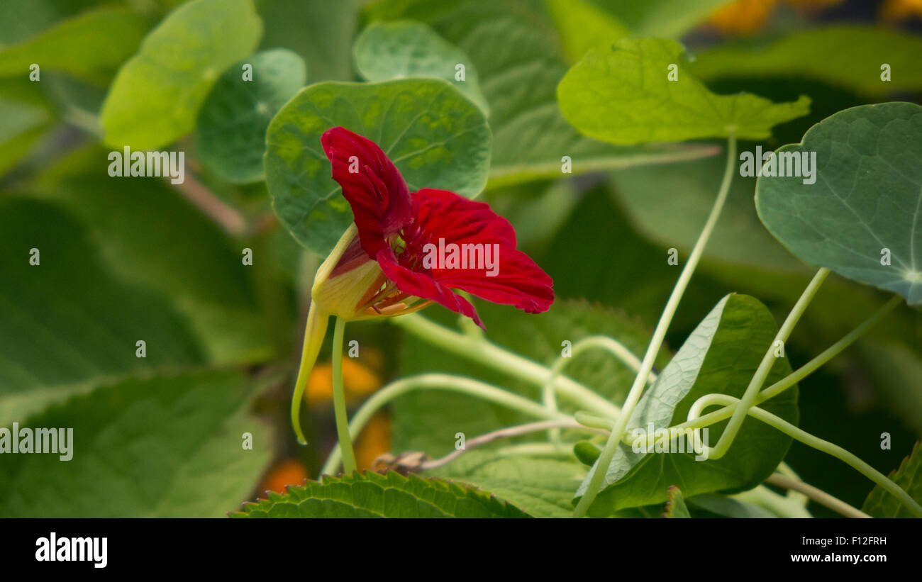 Red wild flower hi-res stock photography and images - Alamy