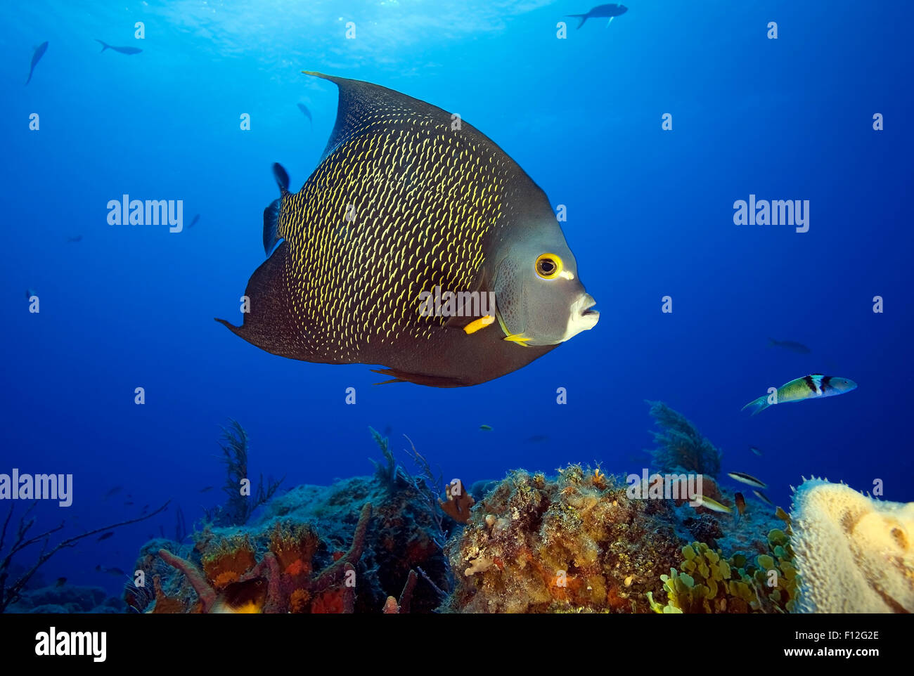 ANGELFISH SWIMMING IN CORAL REEF CLEAR BLUE WATER Stock Photo - Alamy