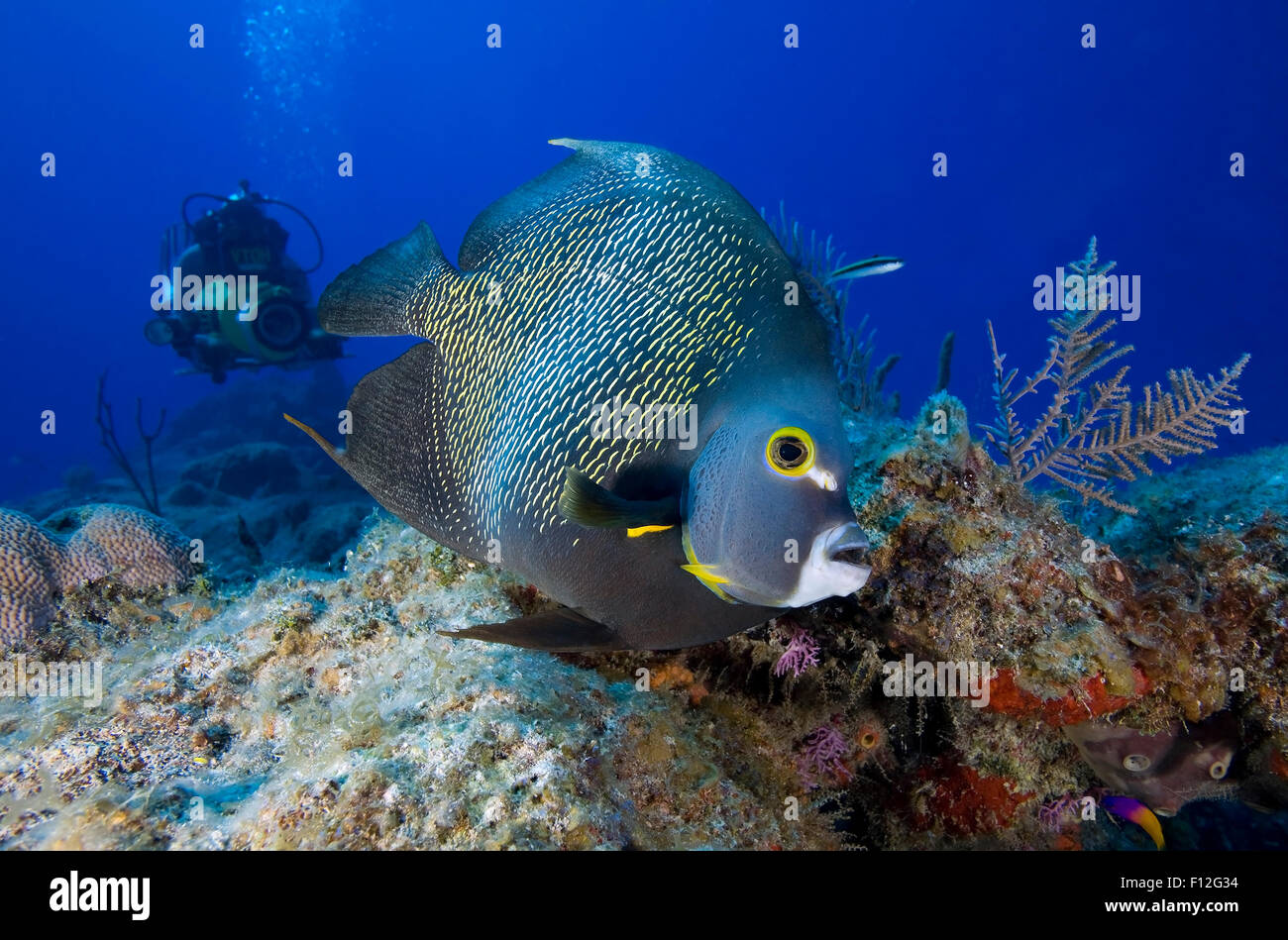 ANGELFISH FILMI,G BY UNDERWATER CAMERAMAN IN CORAL REEF Stock Photo - Alamy
