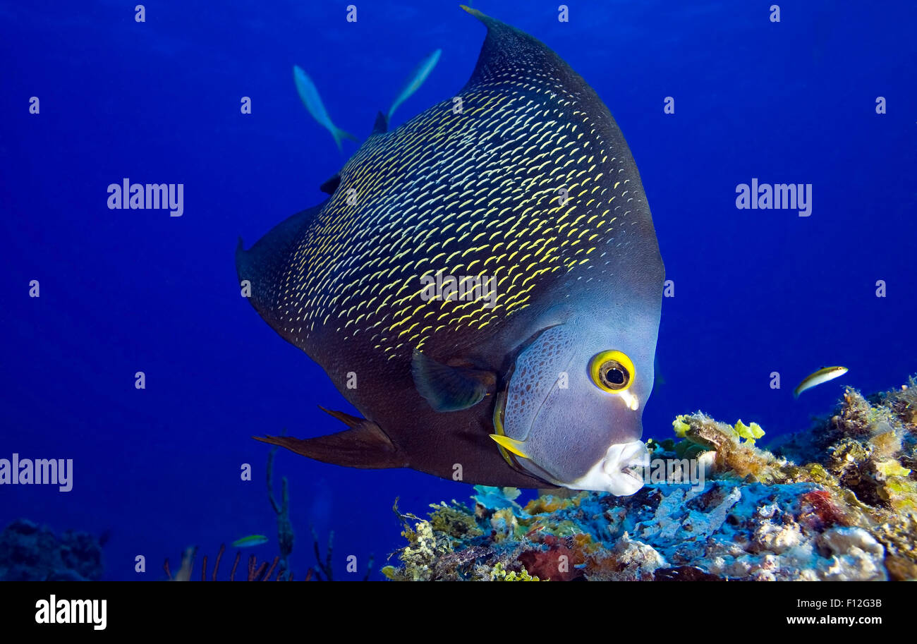 ANGELFISH SWIMMING IN CORAL REEF CLEAR WATER Stock Photo - Alamy