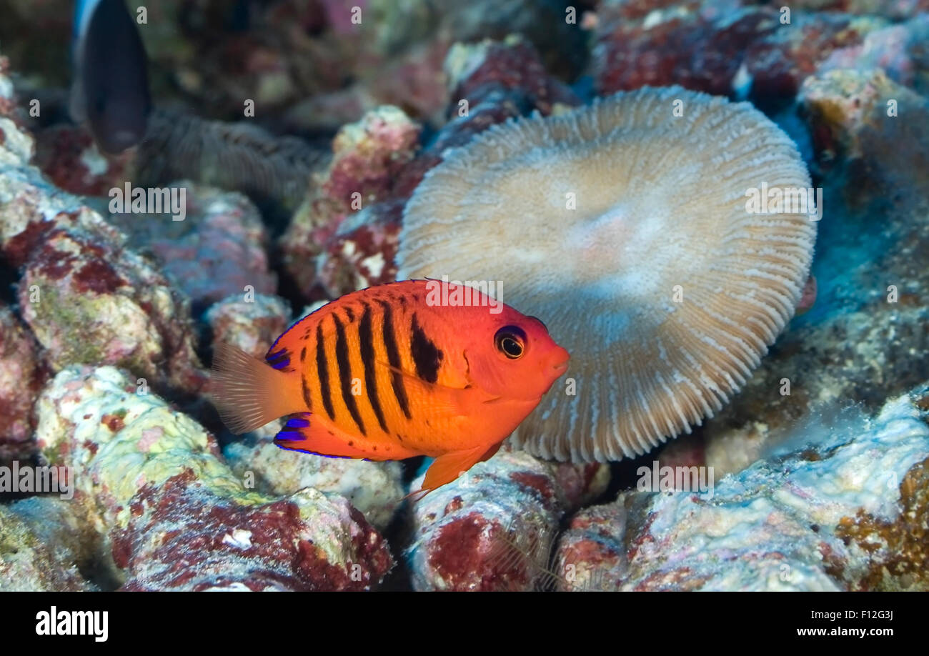 SMALL ANGELFISH SWIMMING IN CORAL REEF CLEAR WATER Stock Photo - Alamy