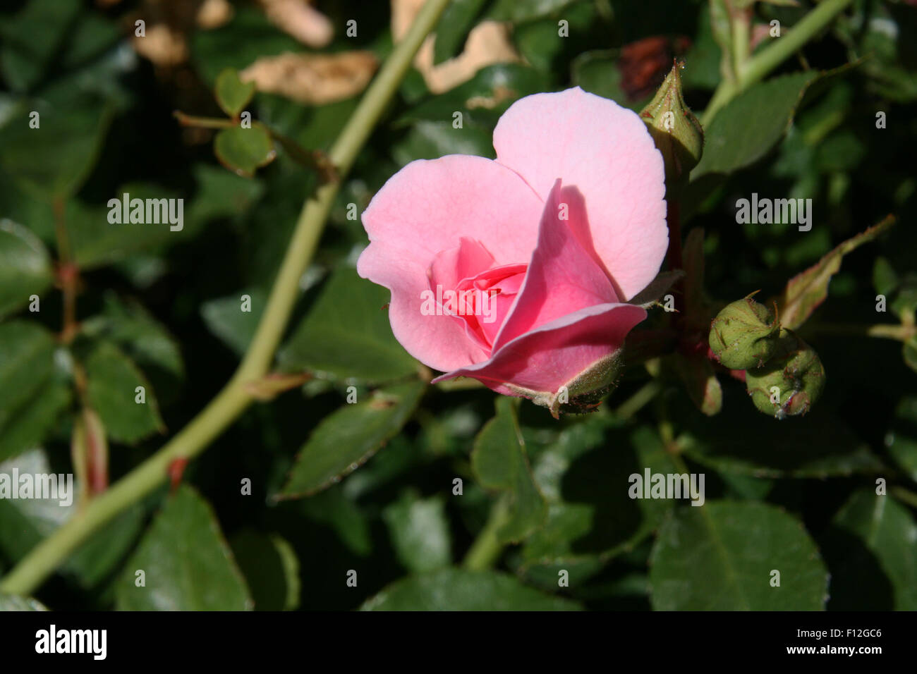 The opening bud of a gorgeous flower hi-res stock photography and ...