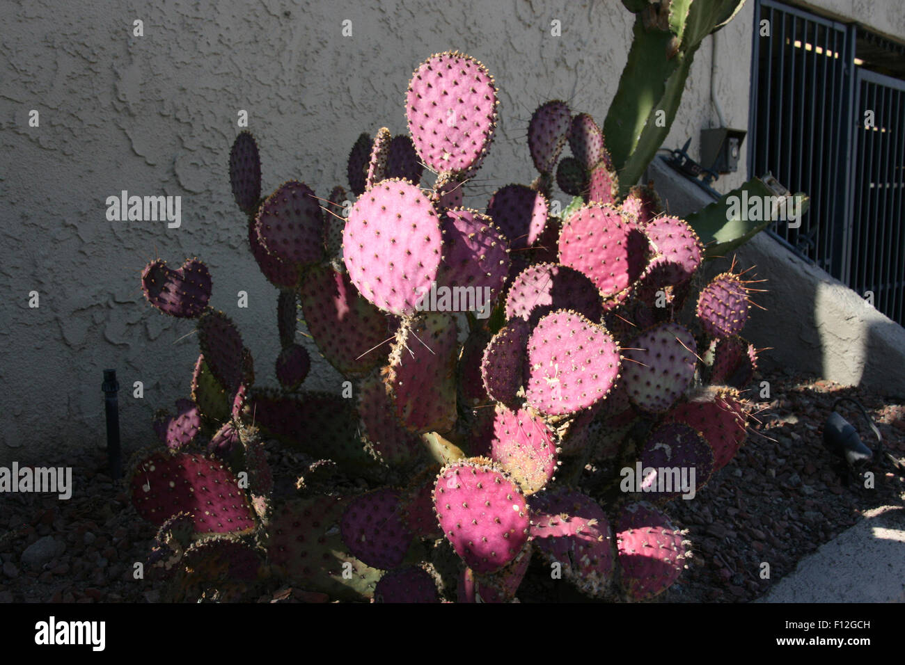 Violet Prickly Pear Cactus Stock Photo - Alamy