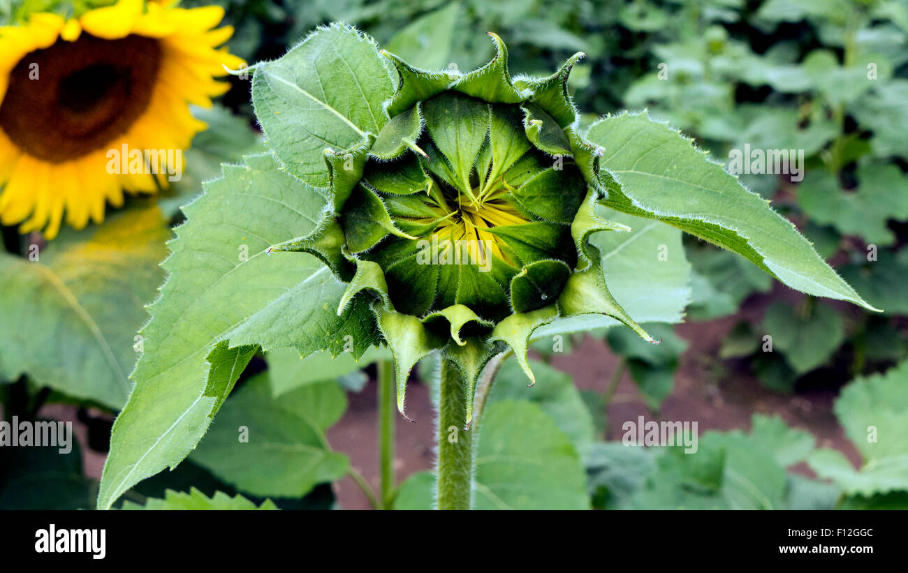 Horizontal flower stems hi-res stock photography and images - Alamy