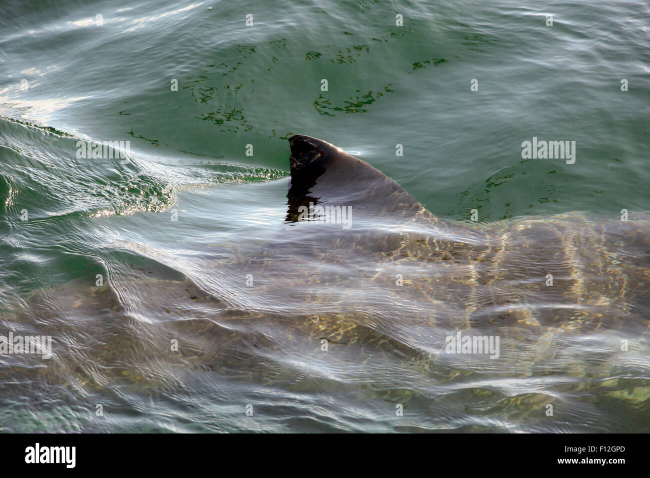 Dorsal fin of great white shark Stock Photo - Alamy