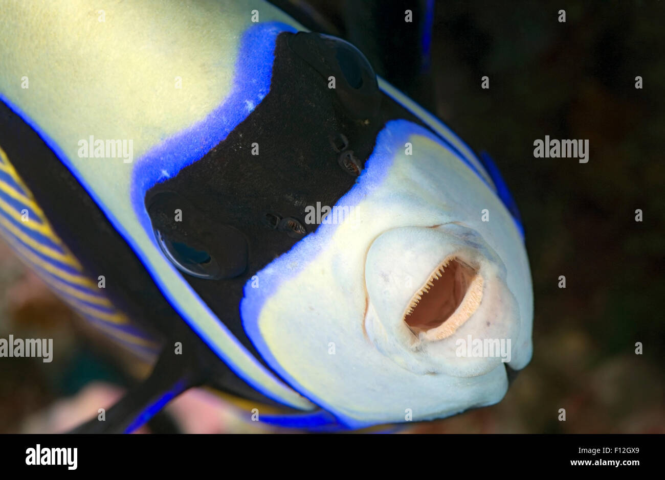 VERY CLOSE-UP FACE VIEW OF ANGELFISH SWIMMING IN CORAL REEF Stock Photo ...