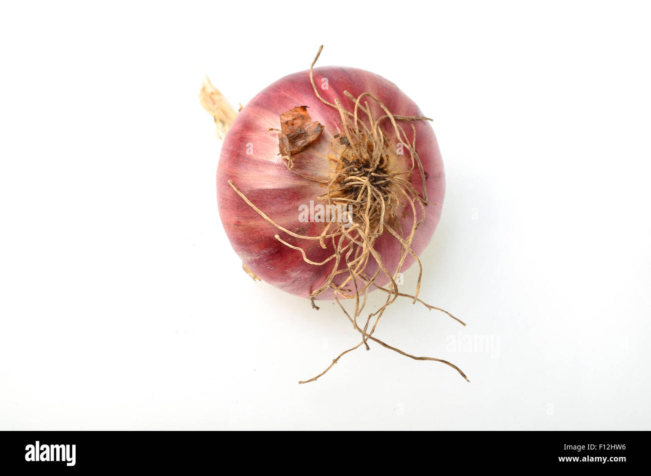 Onion roots hi-res stock photography and images - Alamy