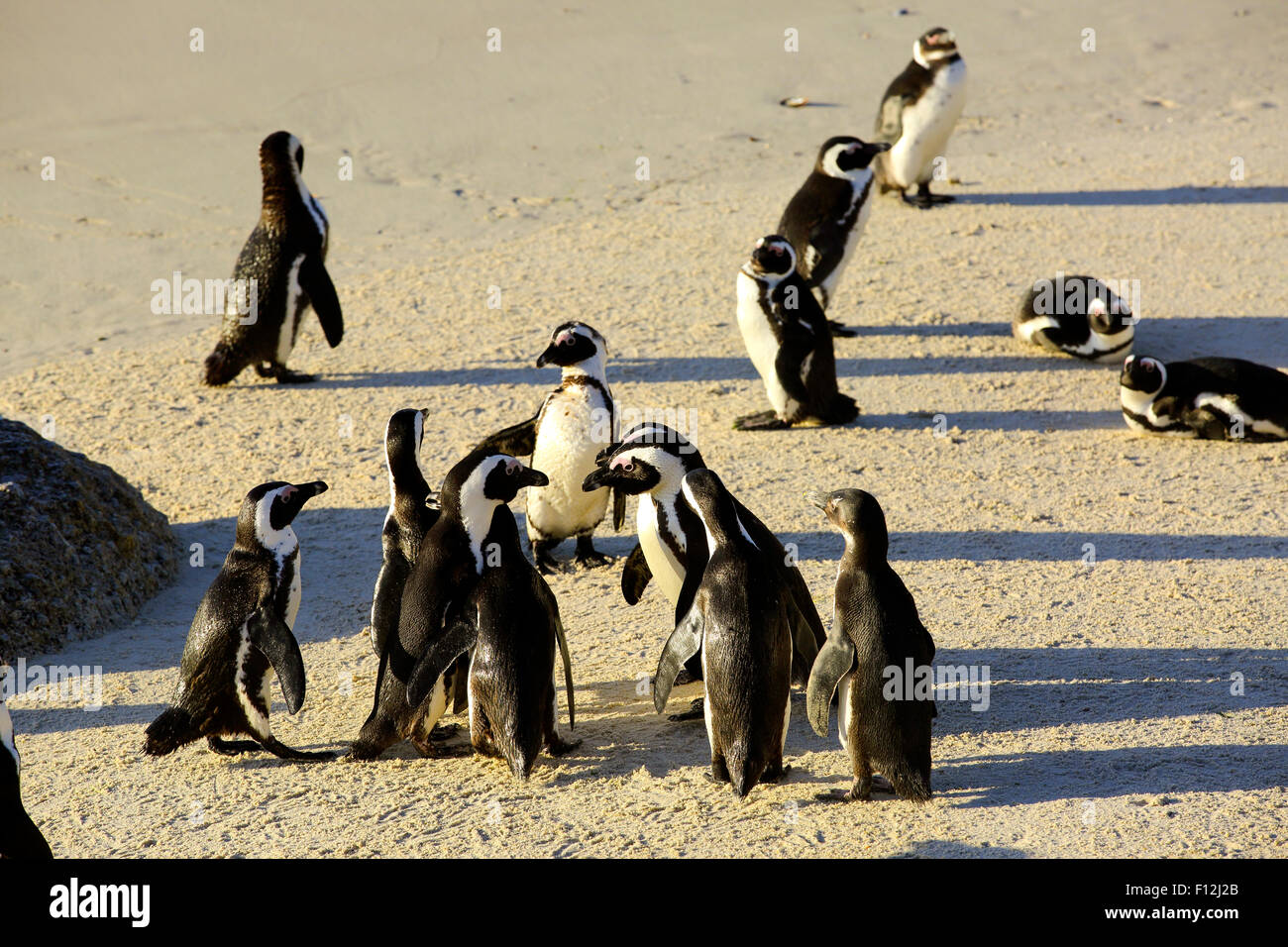 African penguins on the sand at Boulders beach Stock Photo - Alamy