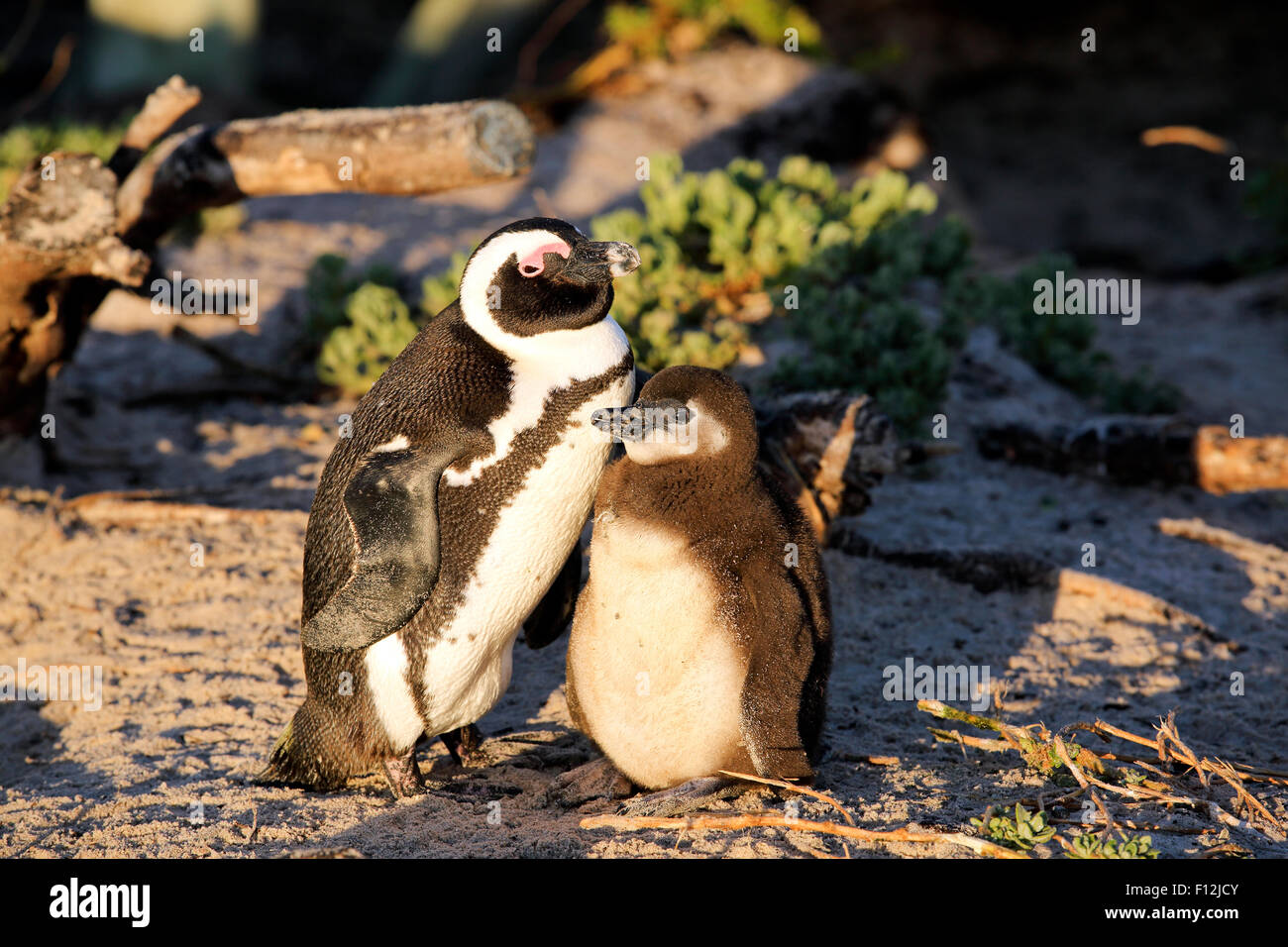 African penguin (Spheniscus demersus) mother and chick at Boulders ...