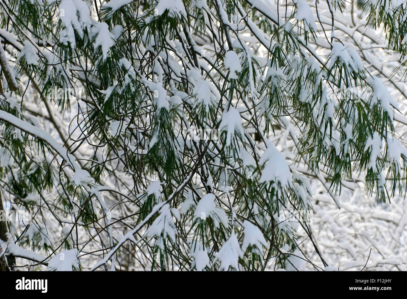 Evergreen tree with drooping branches hi-res stock photography and ...