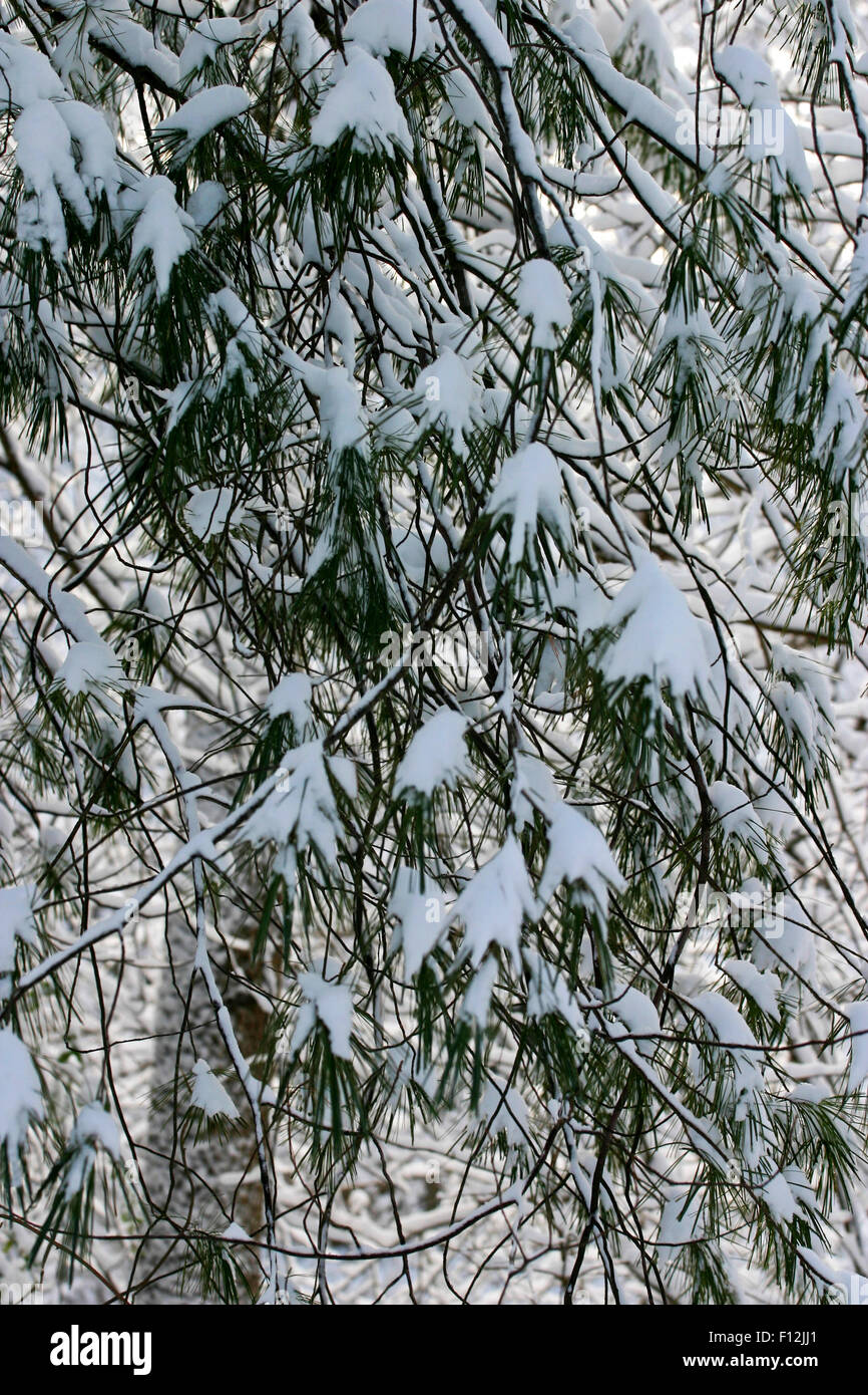 Evergreen tree with drooping branches hi-res stock photography and ...