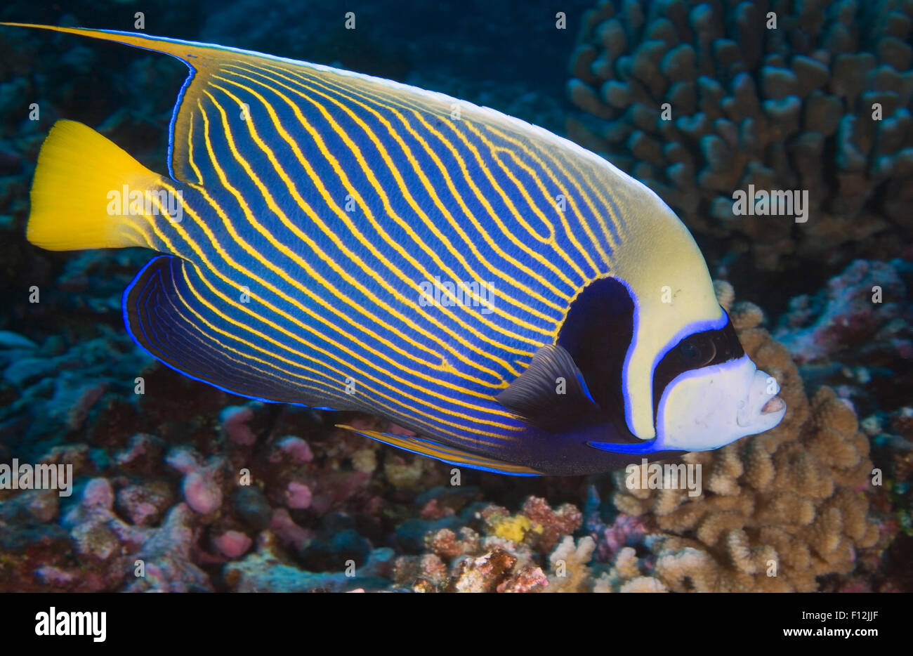 ANGELFISH SWIMMING IN CORAL REEF CLEAR WATER Stock Photo - Alamy