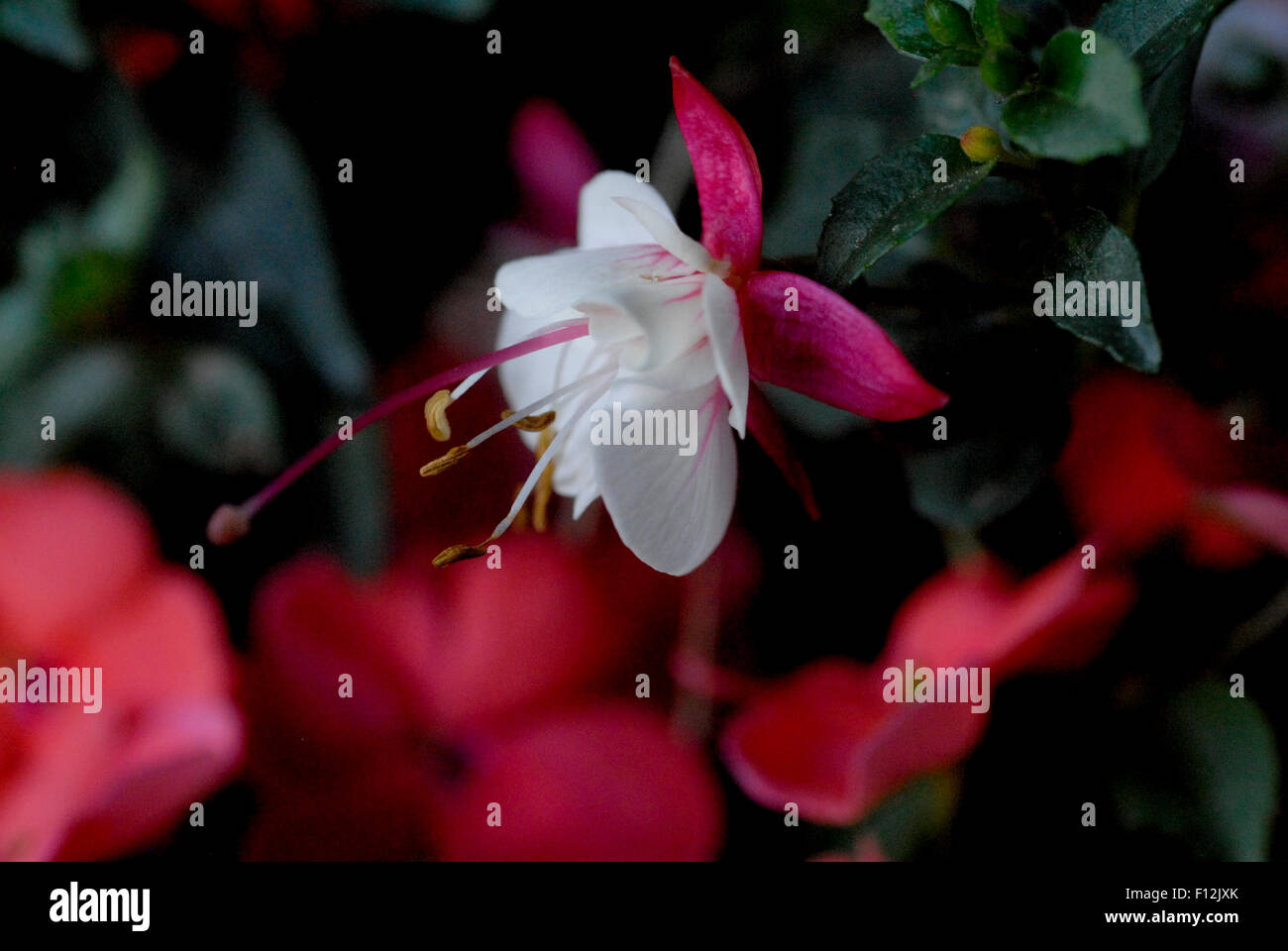 Fuschia hi-res stock photography and images - Alamy